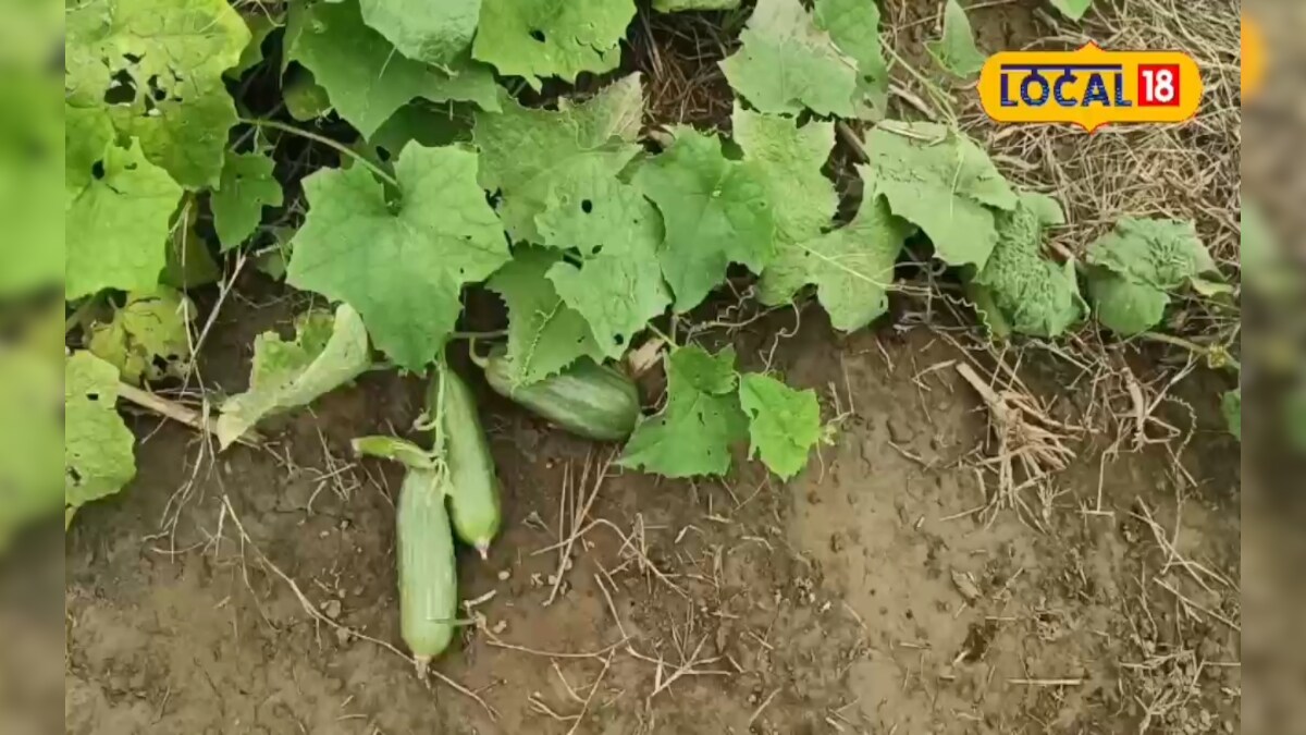 इस सब्जी की खेती से किसान कर रहा बंपर कमाई, रोजाना होता है डेढ़ क्विंटल ...