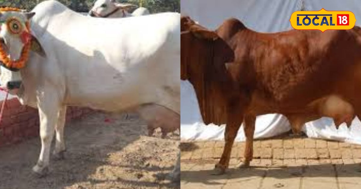 jhanis, jhansi news, desi cow breed, cow scheme, subsidy on cow ...
