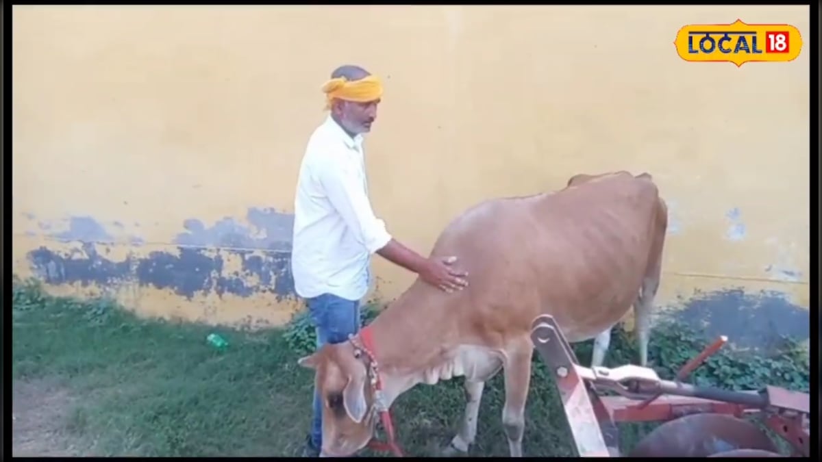 गाय की दुर्दशा देख पसीजा मन... तो किसान ने गौसेवा का लिया संकल्प, अब ... गाय की दुर्दशा देख पसीजा मन... तो किसान ने गौसेवा का लिया संकल्प, अब ...