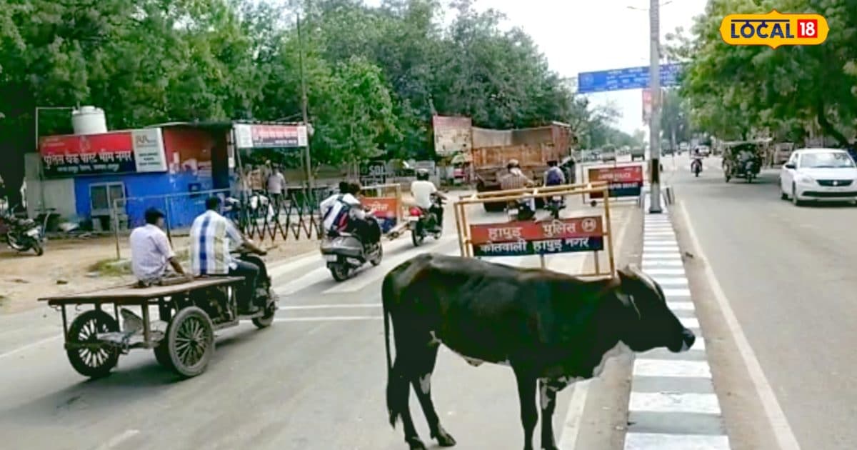 हापुड़ में आवारा पशुओं और जानवरों का आतंक, लोगों का सड़कों पर चलना हुआ ...