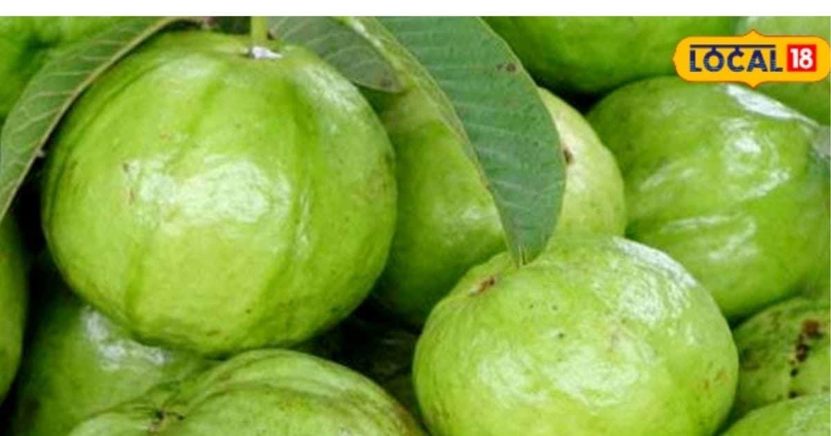 कोलकाता अमरूद ने बदली इस किसान की किस्मत, साल में तीन बार आते हैं फल ...