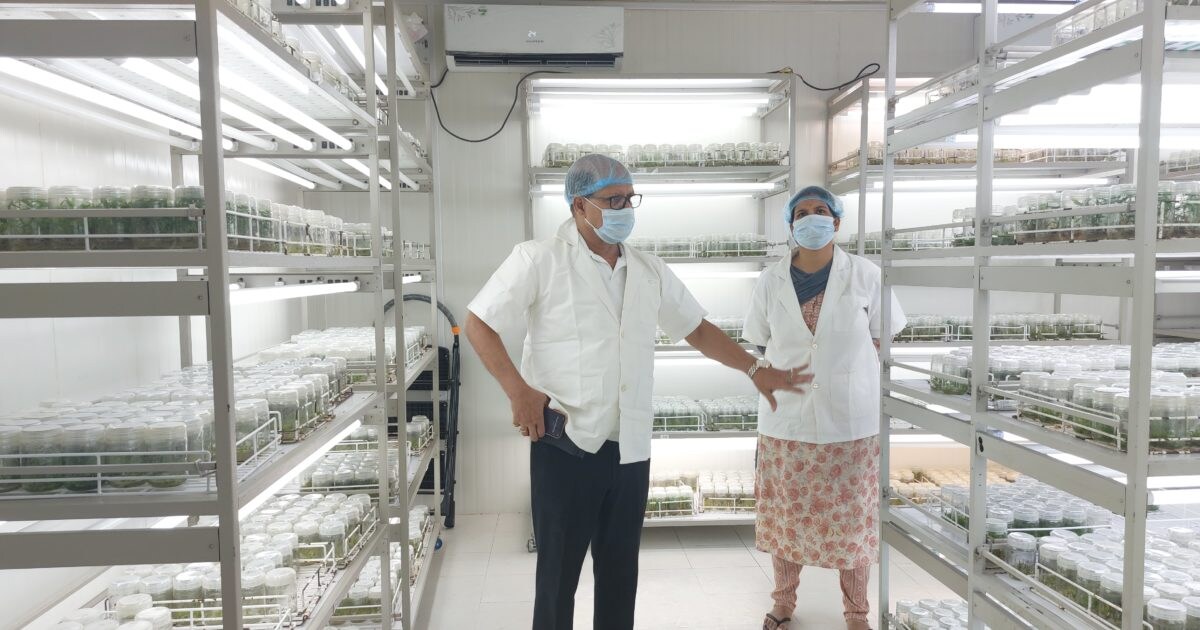 बंजर भूमि में बस एक बार लगा दें इसे, 140 साल तक होती रहेगी लाखों की ...