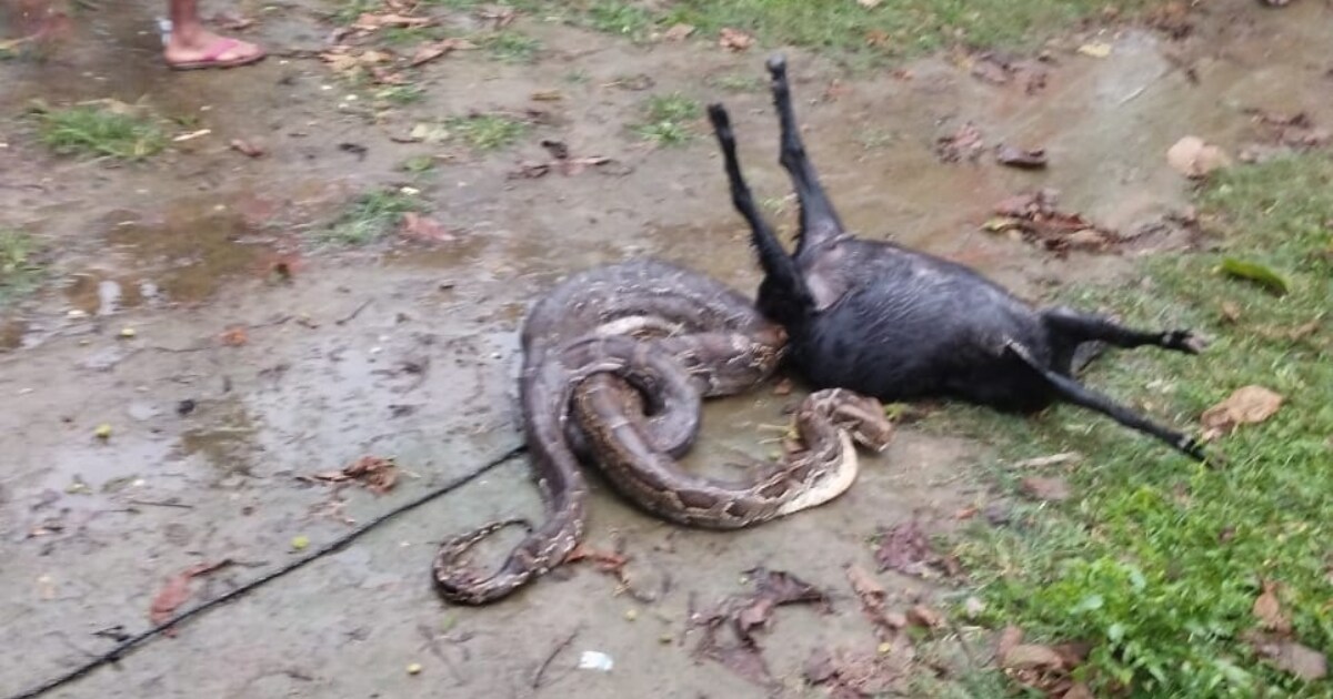 घर में घुसकर बकरी को निगल गया विशालकाय अजगर, फिर हुई हैरान कर देने वाली ...