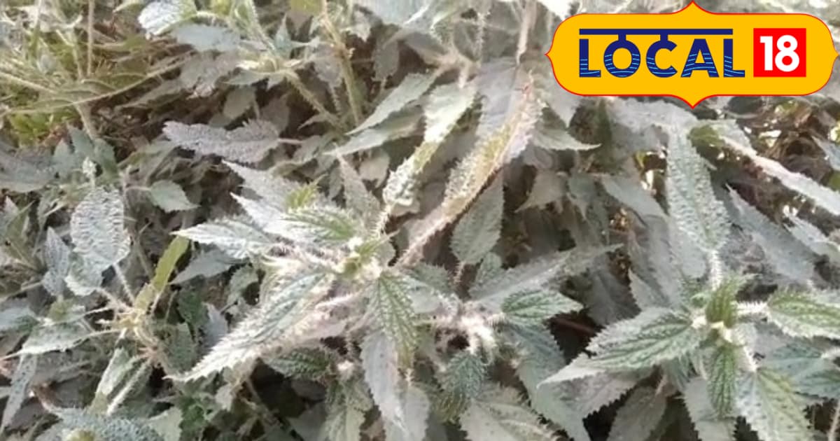 Nettle Grass have medicinal properties know its benefits