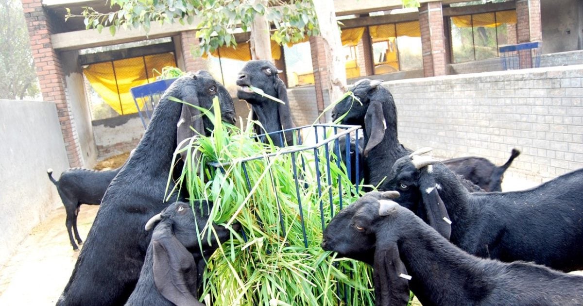 बकरी पालन पर मिलेगी सबसे ज्यादा सब्सिडी, मुनाफा भी होगा सबसे ज्यादा, भर ...