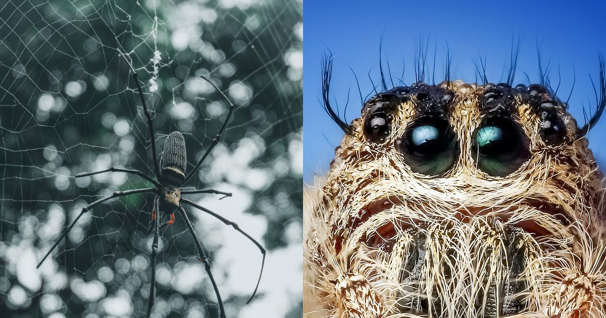 दुनिया की 9 सबसे अजीबोगरीब मकड़ियां, कोई मोर जैसी तो कोई हंसने वाली ...