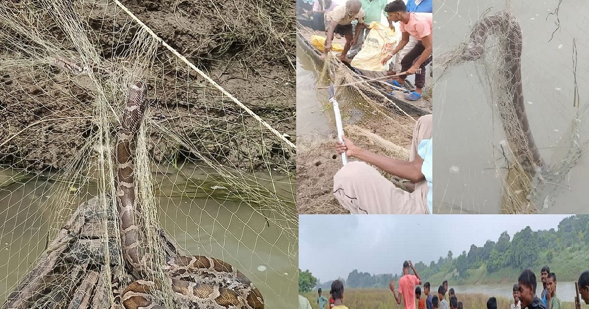 VIDEO: जब मछुआरों के महाजाल में फंस गया विशालकाय अजगर, अफरातफरी के बीच ...