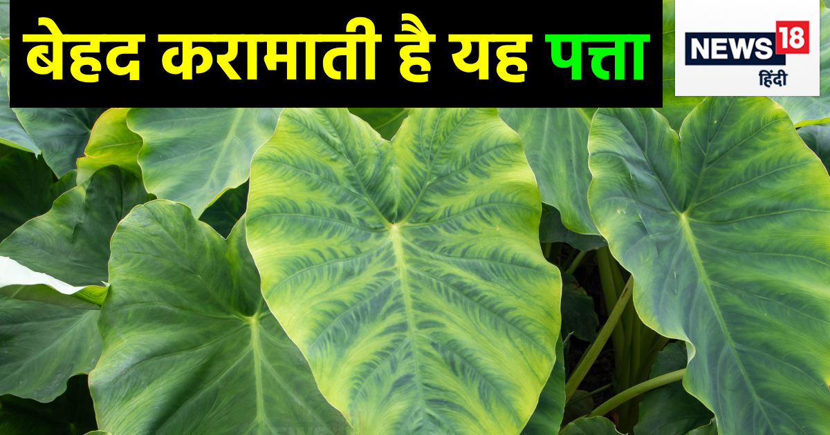 ब्लड प्रेशर के लिए चमत्कारी है इस सब्जी का पत्ता, सेहत को मिलते हैं 5 ...
