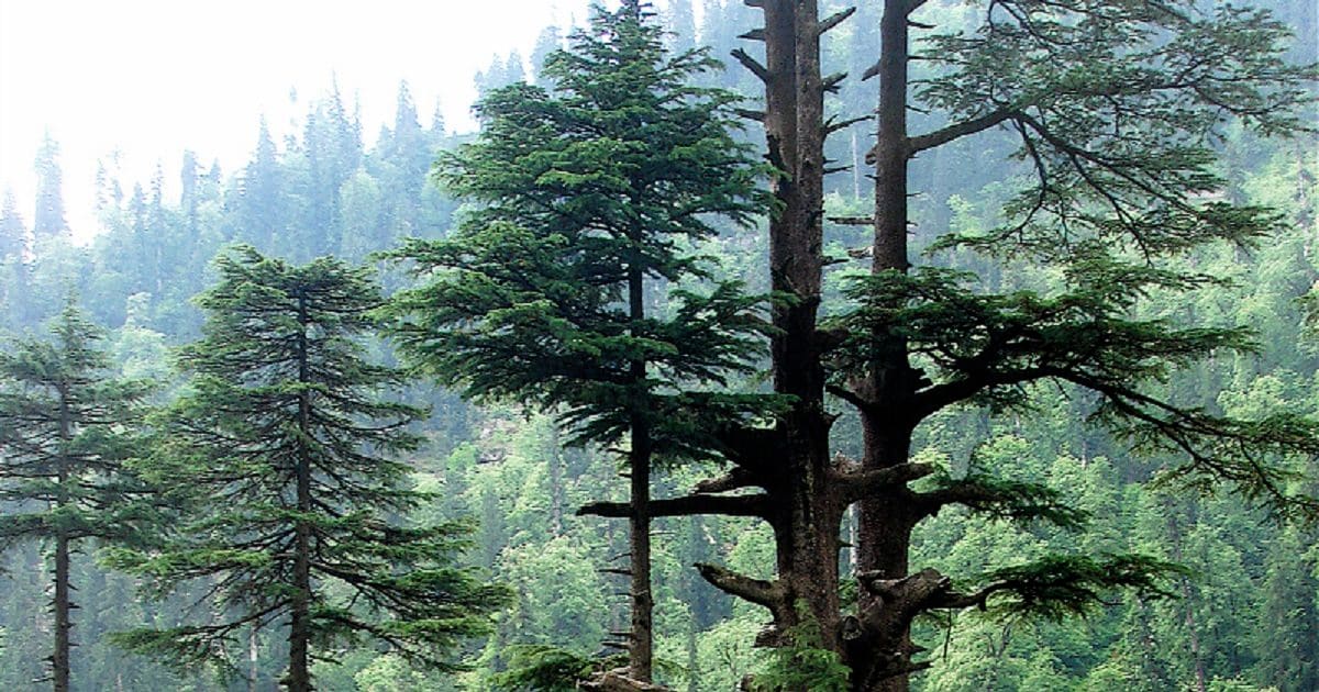 क्या है पाकिस्तान का राष्ट्रीय वृक्ष, जिसे भारत में बहुत पवित्र माना ...
