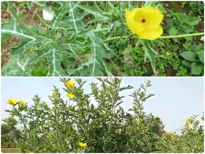 कहीं भी उग जाता है सत्यानाशी पौधा, क्‍या आप जानते हैं सेहत के लिए इसके ...