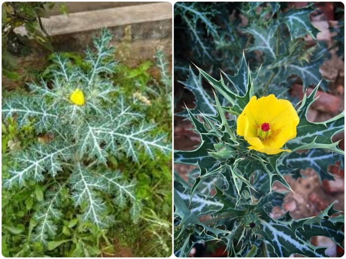 कहीं भी उग जाता है सत्यानाशी पौधा, क्‍या आप जानते हैं सेहत के लिए इसके ...
