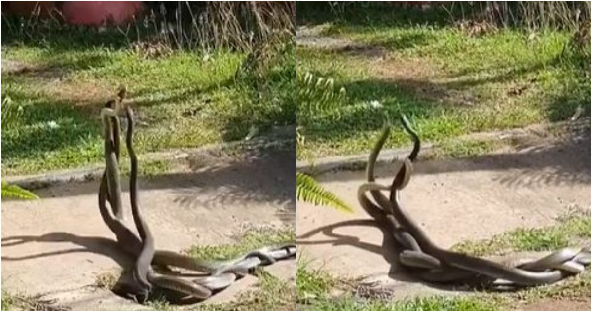 हवा में एक साथ नाचते दिखे तीन सांप, अद्भुत है 'रोमांस' का ये Video ...