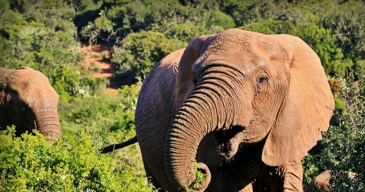 Elephants call each other by names this can help to understand language ...