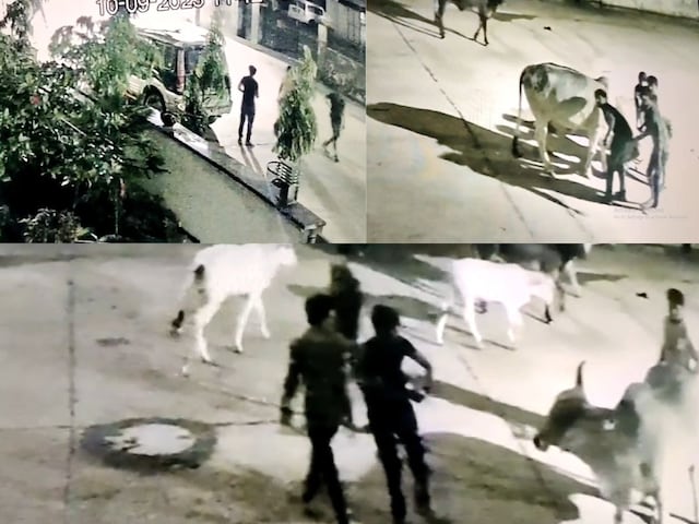 रात को सुनसान सड़क पर बैठी थी गाए, स्कॉर्पियो में चुपचाप भरकर ले गए ...