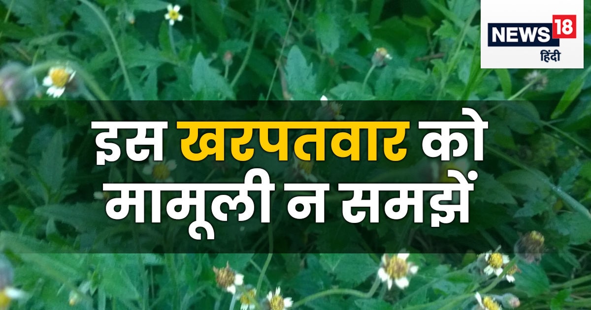घर के आसपास की इस घास को न समझें मामूली, इसमें छुपी है गजब की संजीवनी ...
