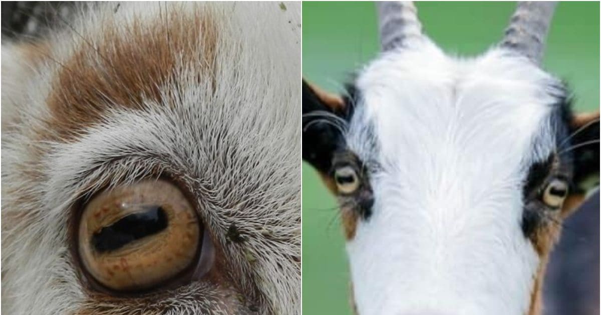 अद्भुत होती हैं बकरियों की आंखें, होती हैं ये अनोखी खूबियां, 99 फीसदी ...