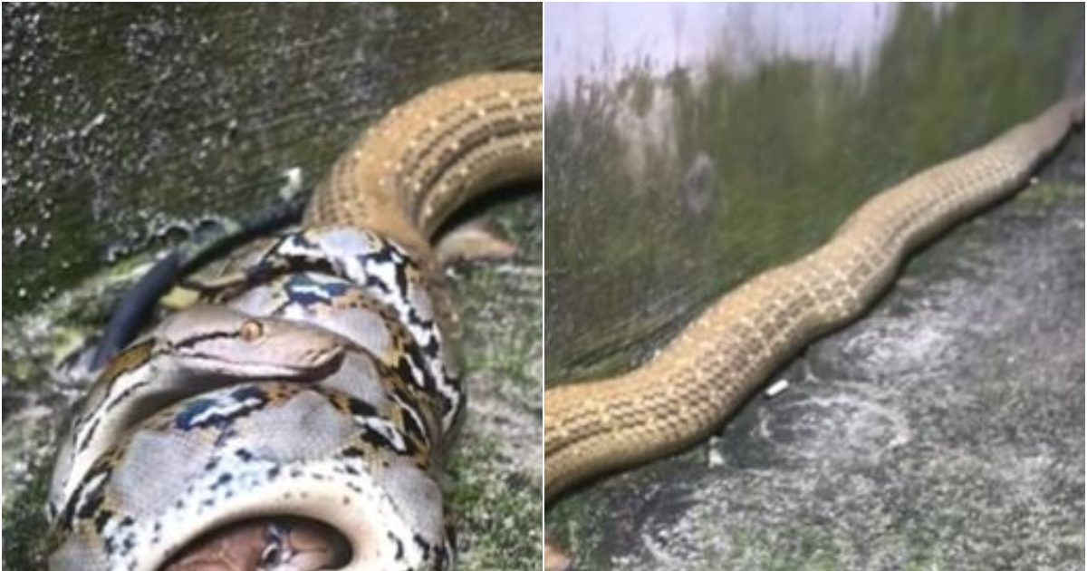 आपस में भिड़े दो खूंखार सांप, अजगर ने घोंट दिया किंग कोबरा का गला ...