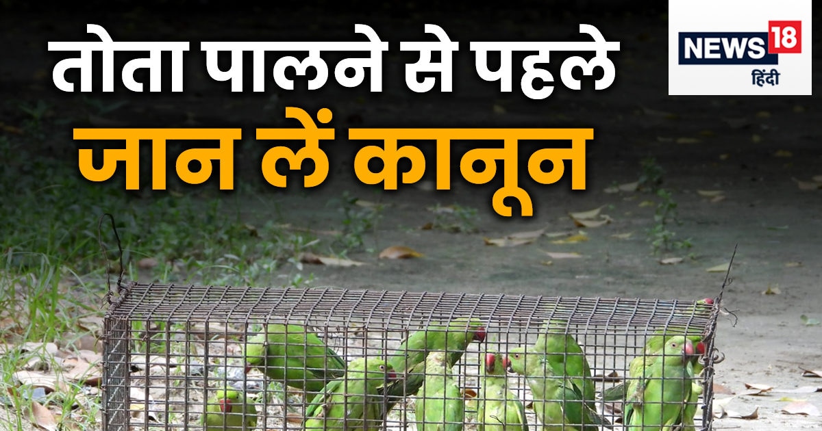 सावधान! आपके घर पिंजरे में बंद तोता आपको भिजवा सकता है जेल! जानें क्या ...