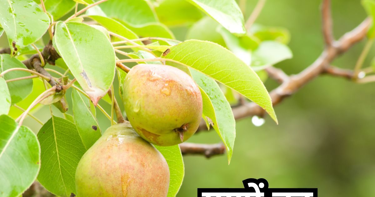 इस फल को क्यों कहा जाता है सेहत का पावरहाउस, 6 कारण जान लेंगे तो आप भी ...