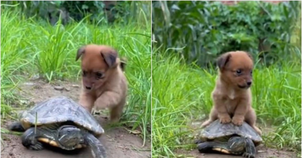 Viral Video: इस पपी की है मौज... करते दिखा कछुए की सवारी, दिल को छू ...