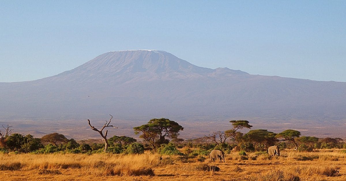 Tropical savannah forests and grasslands have key in mitigating global ...