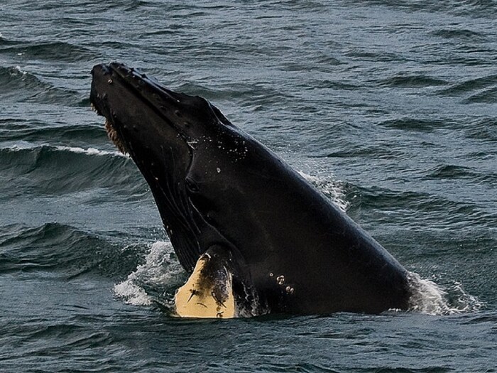 Whales Mutation rates are much higher than expected compared to humans ...