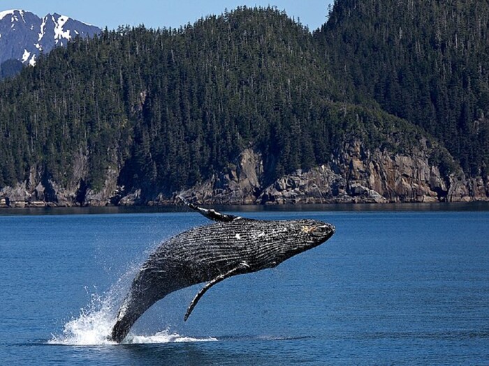 Whales Mutation rates are much higher than expected compared to humans ...