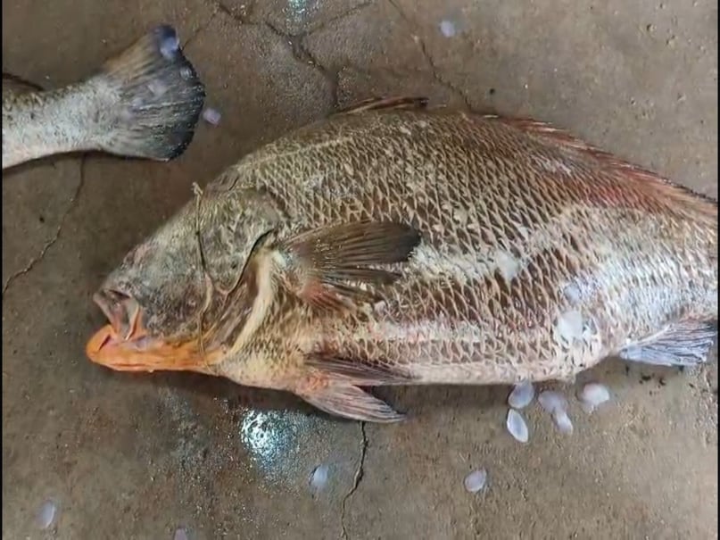 किस्‍मत हो तो ऐसी...रातोंरात बदल गई मछुआरों की जिंदगी, 31 हजार रुपए ...