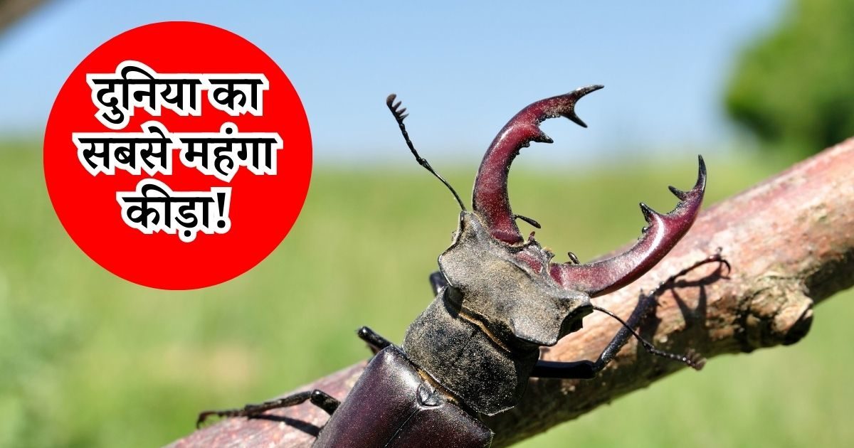 इस कीड़े की कीमत है 74 लाख रुपए, कहीं भी मिले तो तुरंत पकड़ लें, चमक ...
