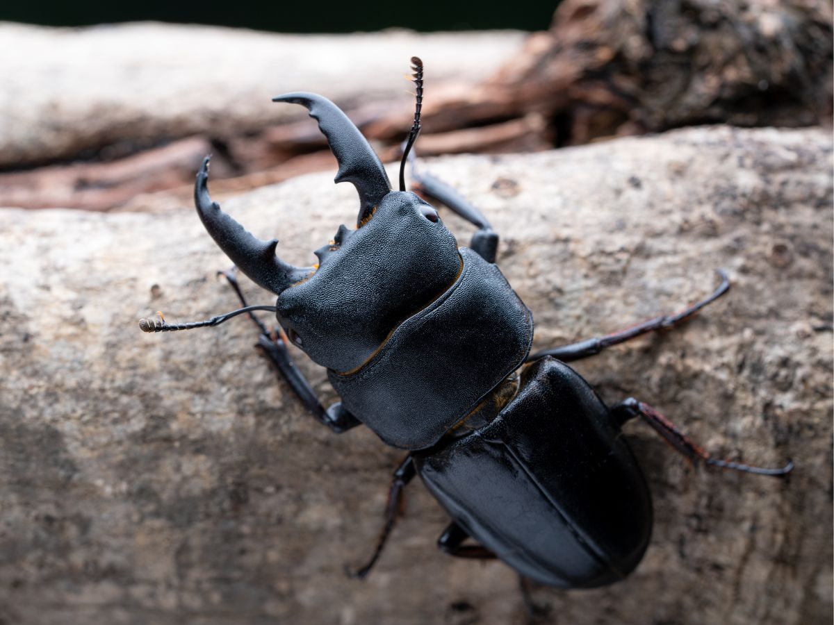 इस कीड़े की कीमत है 74 लाख रुपए, कहीं भी मिले तो तुरंत पकड़ लें, चमक ...