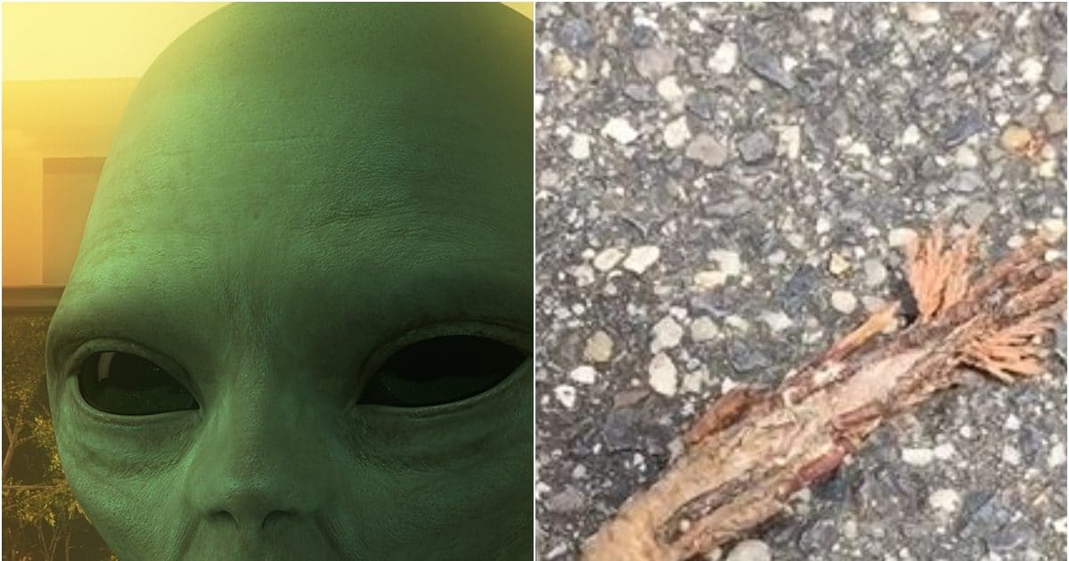 ‘एलियन जैसा दिखने वाला’ जीव देखकर उड़े शख्स के होश, घबराहट में छूटे ...