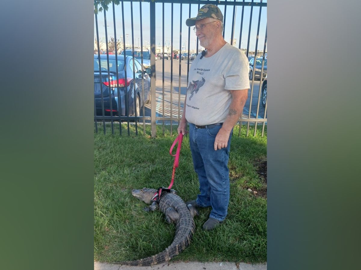 6 फीट के मगरमच्छ को मैच दिखाने पहुंचा शख्स, जानवर को बताया अपना सहारा ...