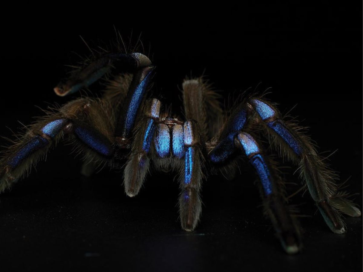 वैज्ञानिकों को मिली मकड़ी की नई प्रजाति, चटक नीला है रंग! जानिए काटने ...