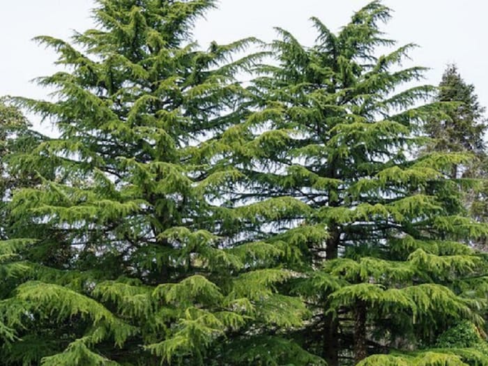 क्या है पाकिस्तान का राष्ट्रीय वृक्ष, जिसे भारत में बहुत पवित्र माना ...