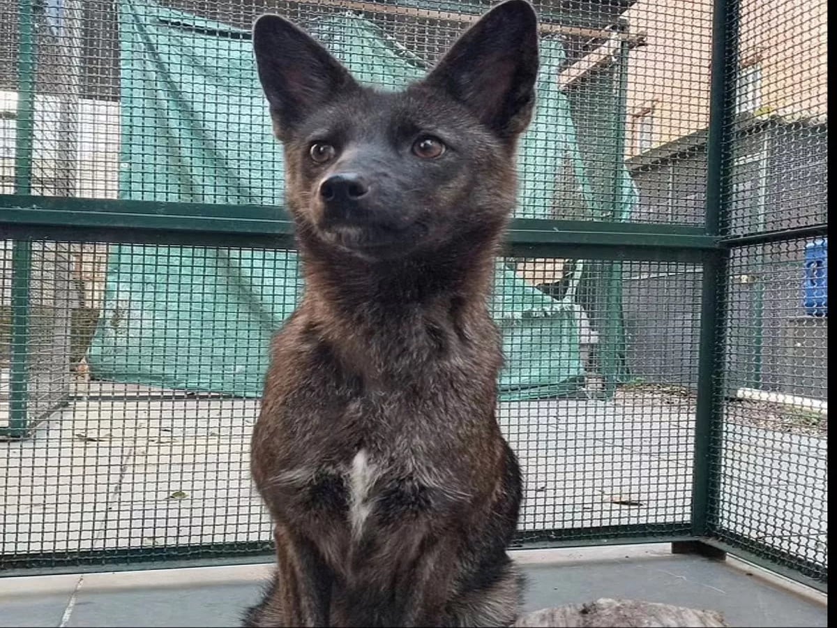 कुत्ते और लोमड़ी के मिलन से पैदा हुआ बच्चा, दुनिया का इकलौता ब्रीड ...