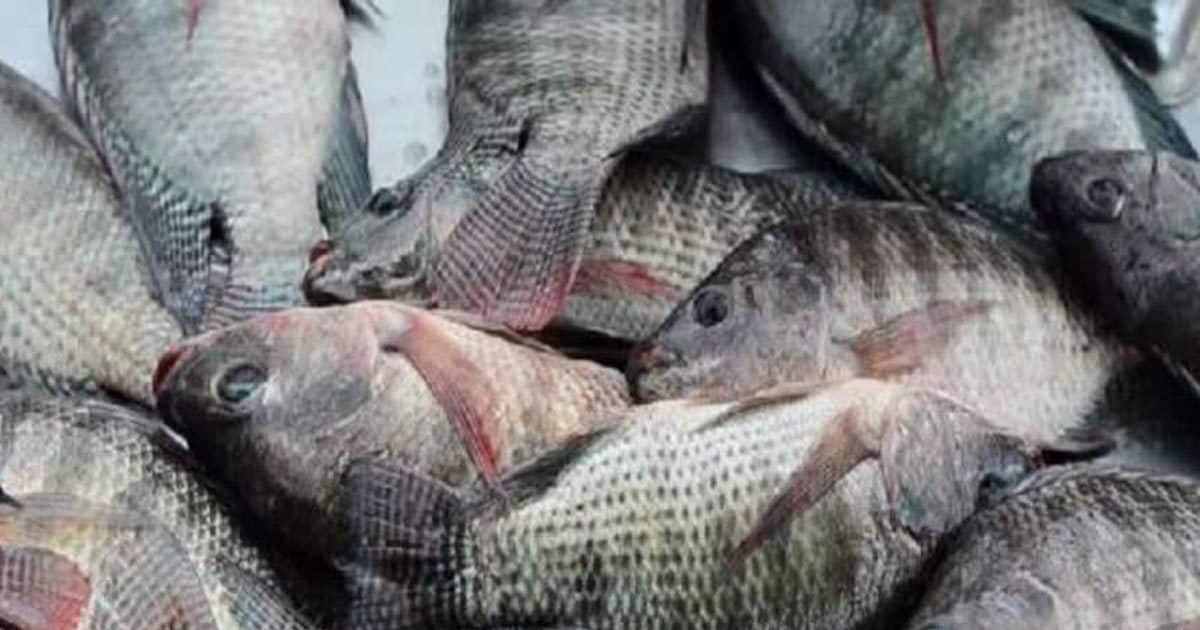 मछली खाने से महिला की हालत बिगड़ी, काटने पड़े दोनों हाथ-पैर, जानें ...