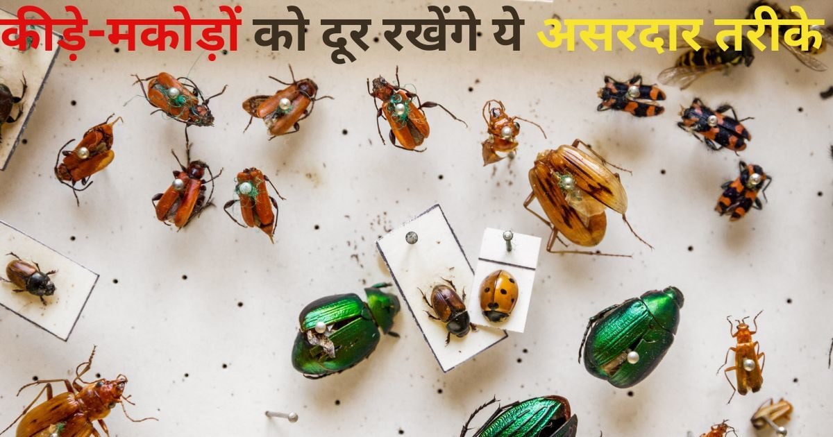 घर में हो गए हैं कीड़े? बस ये कुछ तरीके करें इस्तेमाल, महीनों नहीं ...