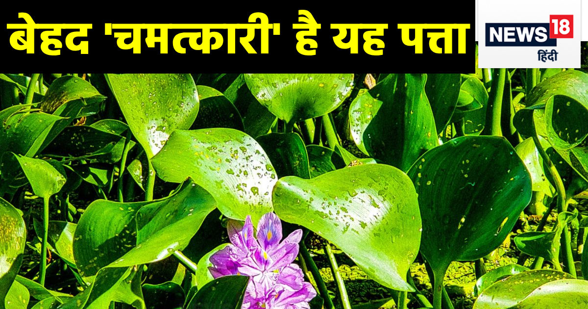 छोड़िए काजू-बादाम, इस पौधे का पत्ता खाकर देखिए, कमजोर शरीर में फूंक ...