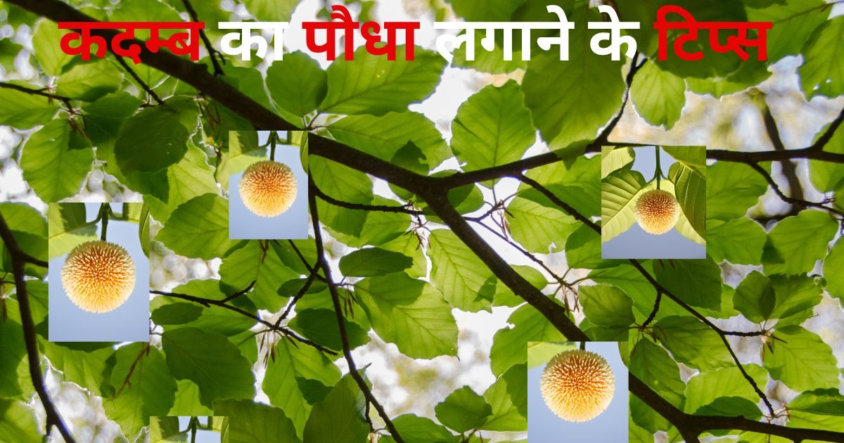 Kadamba Facts And Health Benefits