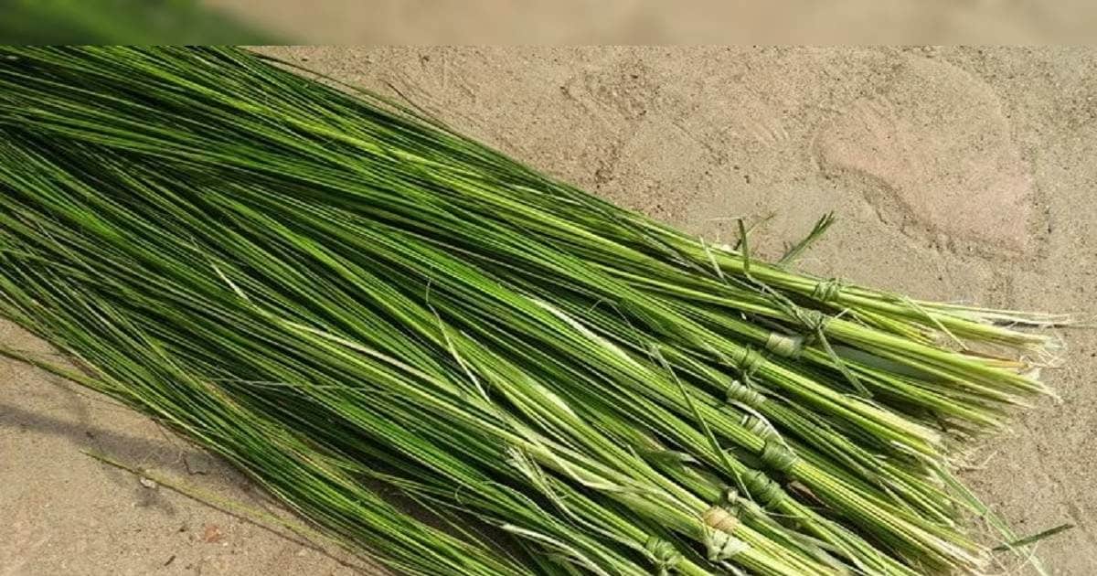 पितृ पक्ष में क्यों किया जाता है कुशा का उपयोग, क्या है इसका धार्मिक ...