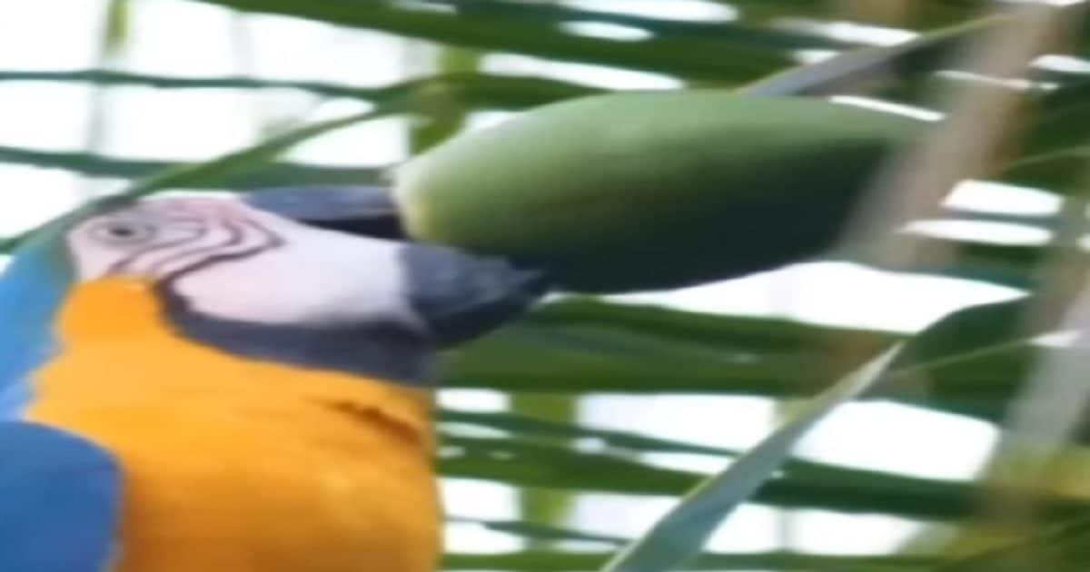 ये रहा दुनिया का सबसे समझदार तोता, प्यास लगी तो नारियल के पेड़ पर चढ़ा ...