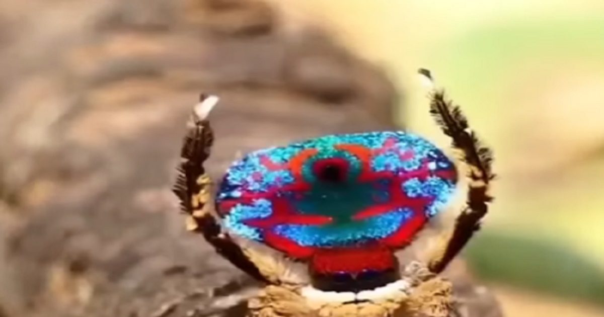 कभी देखी है पंखों वाली मकड़ी? मोर की तरह लहराते हैं पंख, झूमता-गाता ...