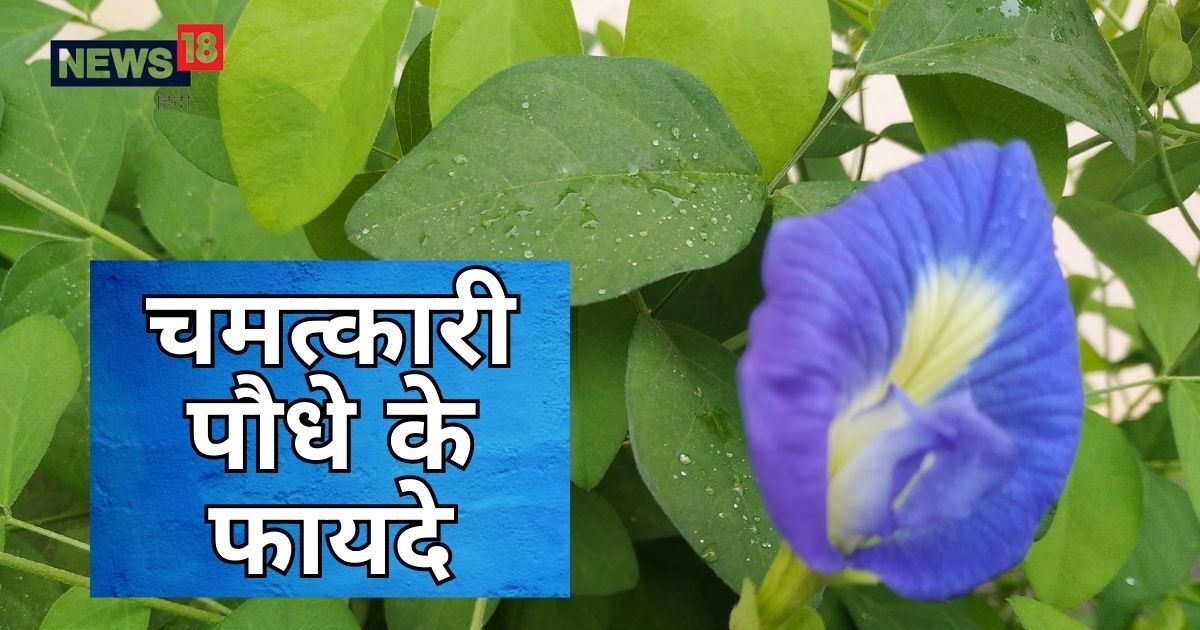 घर की इस दिशा में लगाएं ये चमत्कारी पौधा, चमक उठेगी किस्मत, दूर होगी हर ... घर की इस दिशा में लगाएं ये चमत्कारी पौधा, चमक उठेगी किस्मत, दूर होगी हर ...