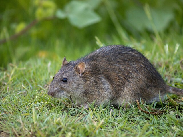 इस देश इंसानों से 4 गुना ज्यादा चूहे, घर-घर में मचा रहे हैं आतंक, आबादी ...