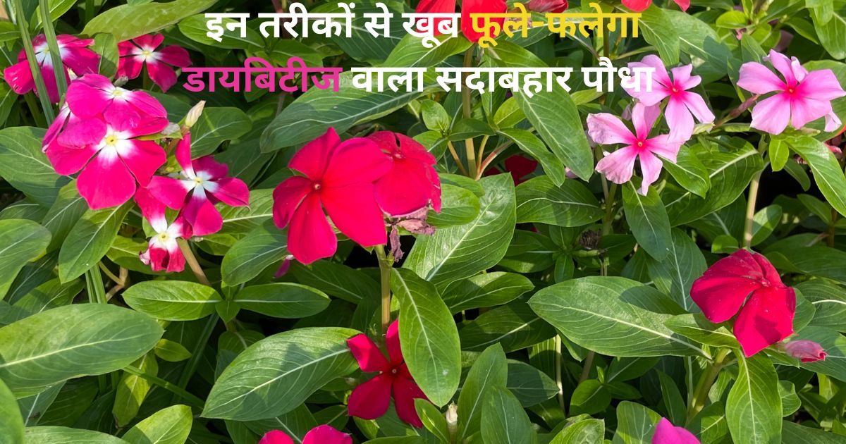 घर में लगाना है 'डायबिटीज वाला पौधा'? इस तरह लगाकर करें देखभाल, हमेशा ...