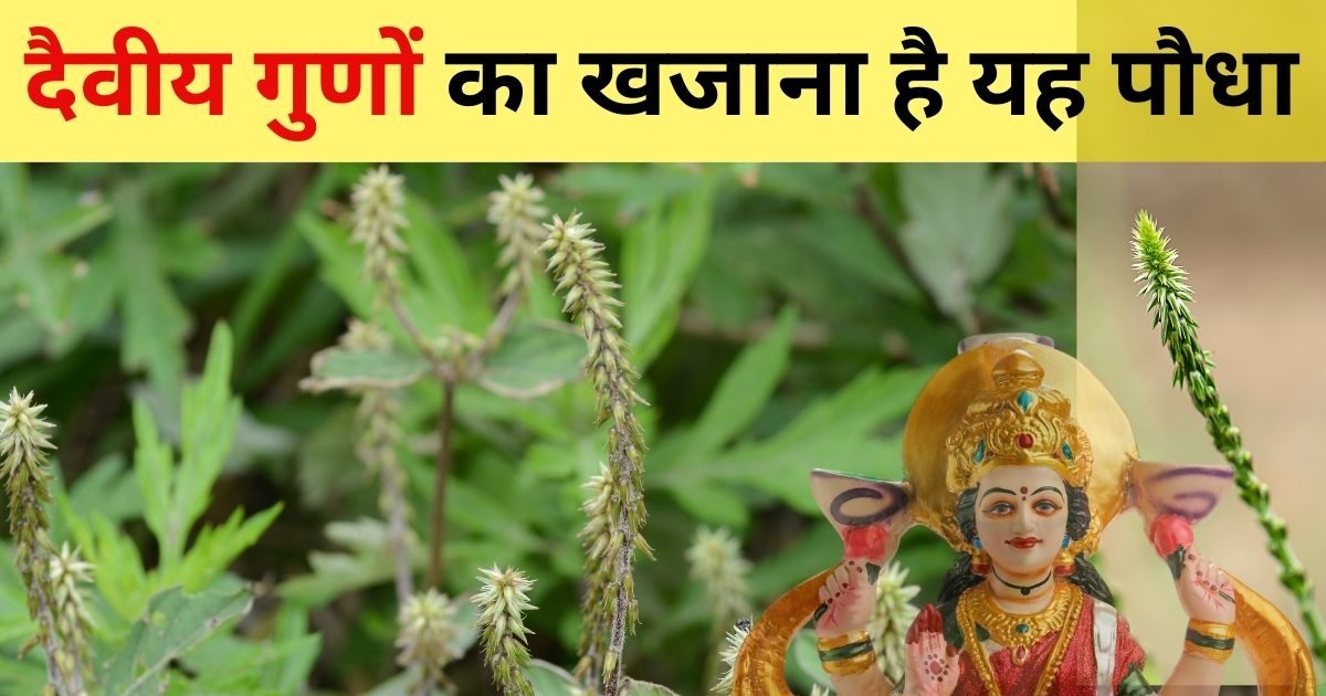 कड़ी मेहनत के बाद भी किस्मत नहीं दे रही साथ? इस पेड़ से करें 5 आसान ...