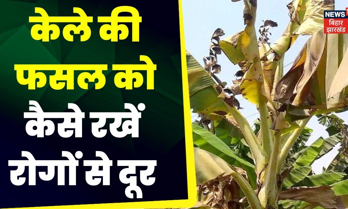 Banana Farming केला के बाग में लगने वाले रोगों की रोकथाम कैसे करें