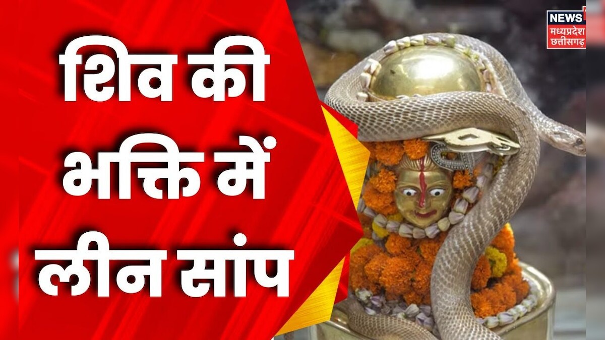 Chhattisgarh News : Pendra के मंदिर में बाबा की भक्ति में लीन सांप ...