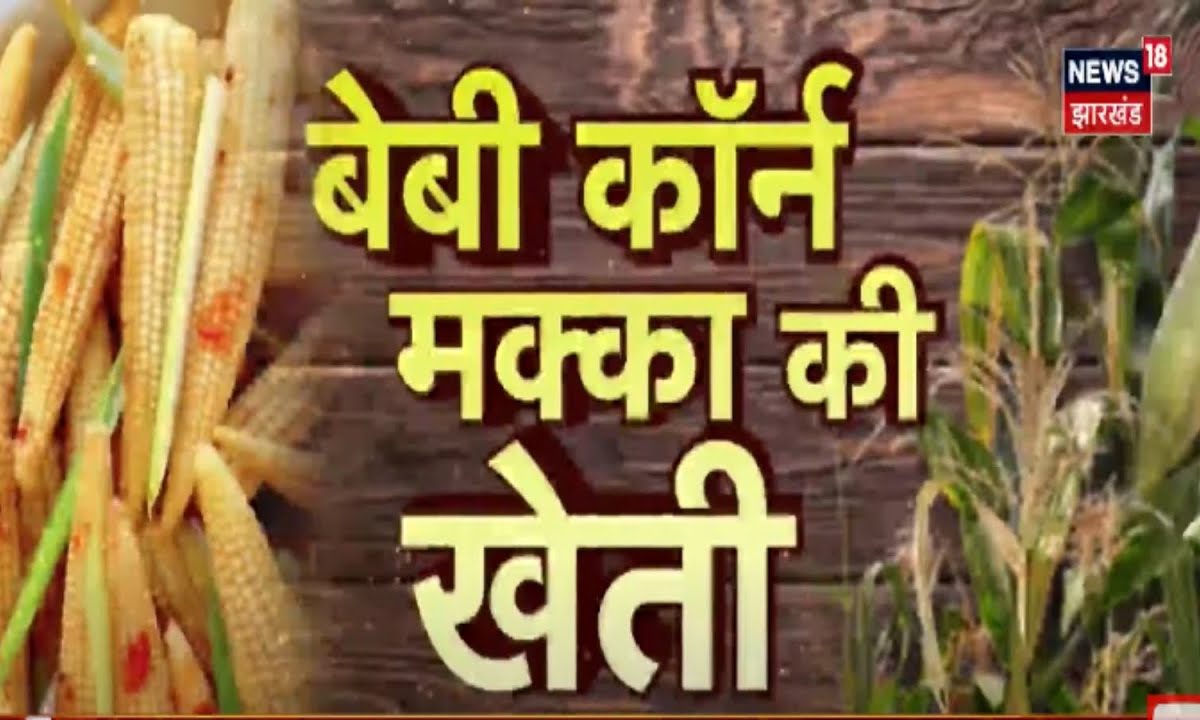 Baby Corn Farming :बेबी कॉर्न मक्का की खेती से कमाएं लाखों मुनाफा ...
