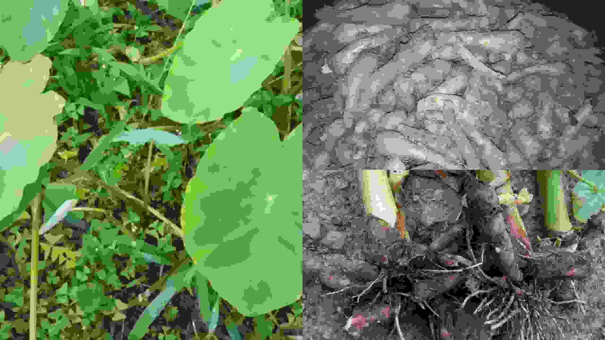 पहाड़ों पर मिलने वाला ये पत्ता औषधीय गुणों से है भरपूर! ब्लड प्रेशर और ...